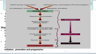 Carcinogenesis Initiation Promotion Progression