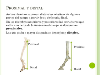 Anatomía comparada topográfica. | PDF
