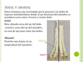 Anatomía comparada topográfica. | PDF