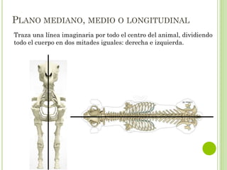Anatomía comparada topográfica. | PDF