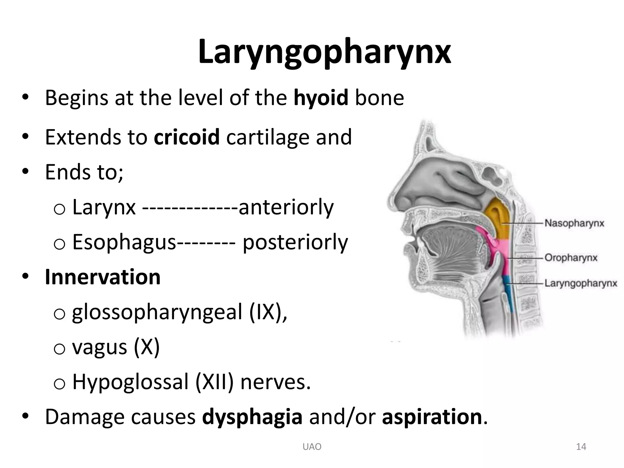 Upper airway obstruction.pptx