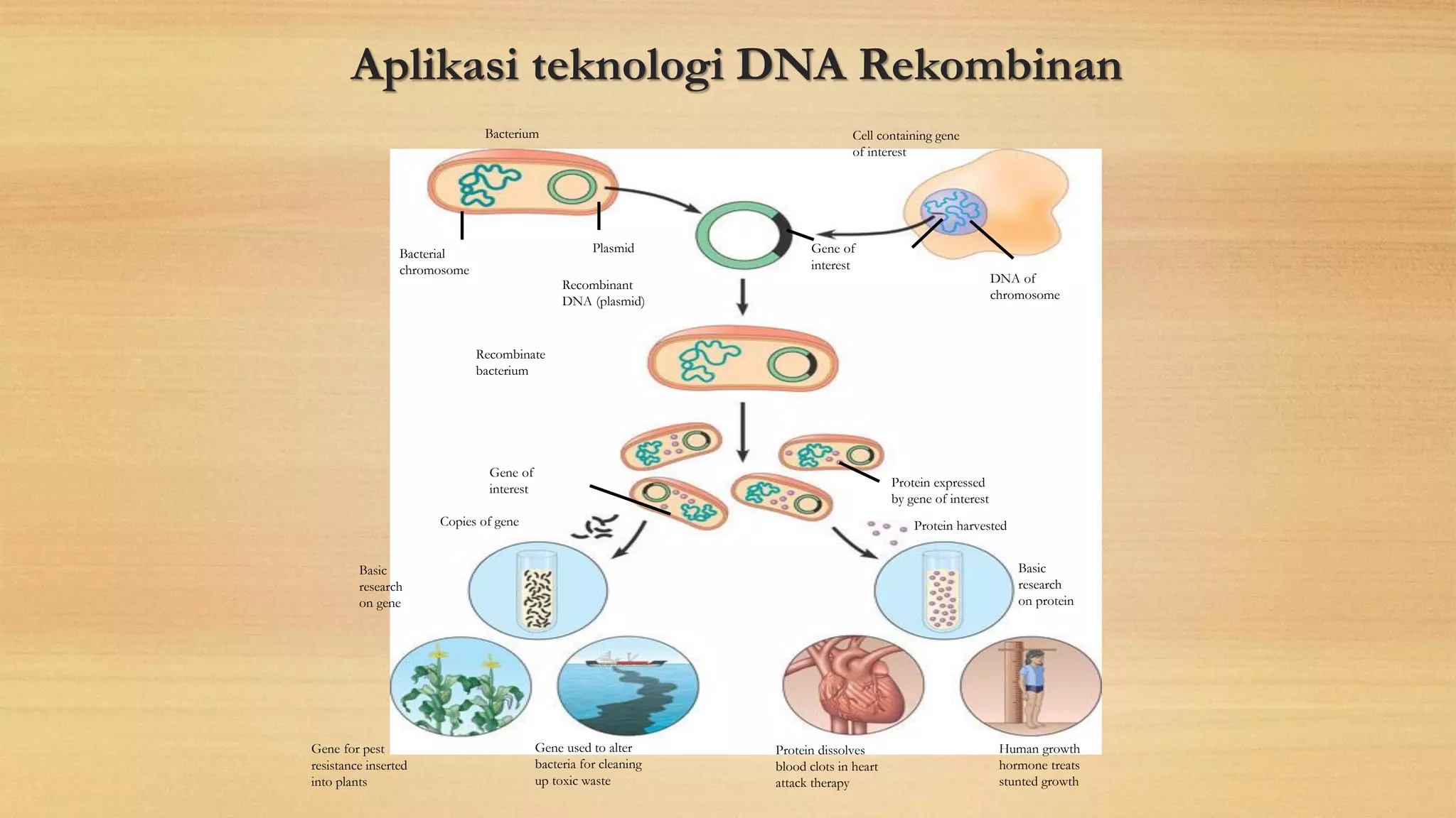 BIOTEKNOLOGI FARMASI | PDF