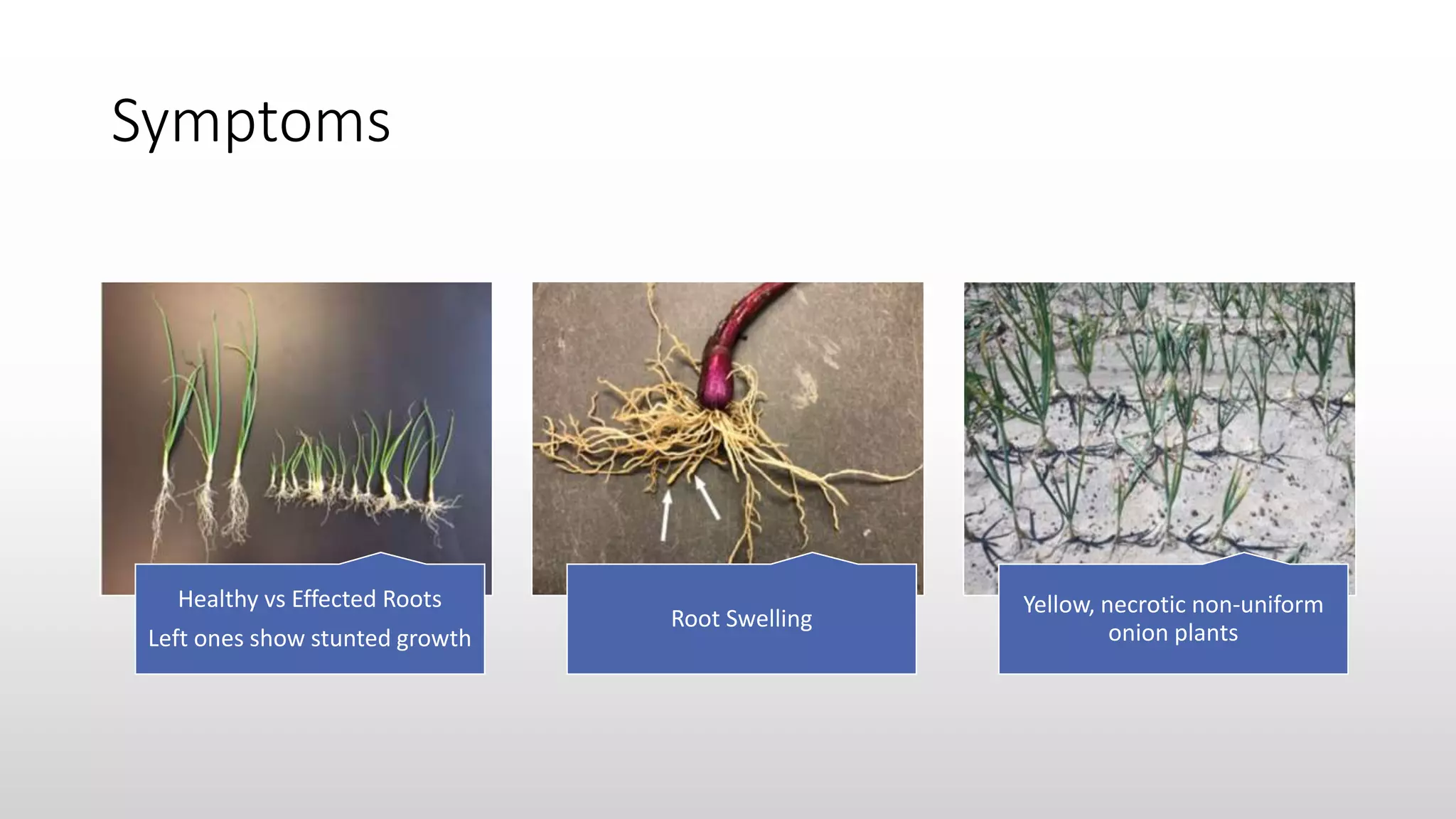 Biology and Management of Stubby-Root Nematodes on Onion | PPTX ...