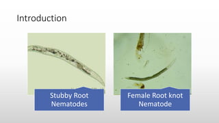 Biology and Management of Stubby-Root Nematodes on Onion | PPTX ...