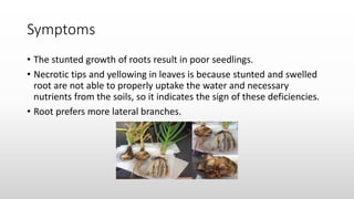 Biology and Management of Stubby-Root Nematodes on Onion | PPTX ...