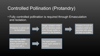 Carrot Seed Production | PPTX