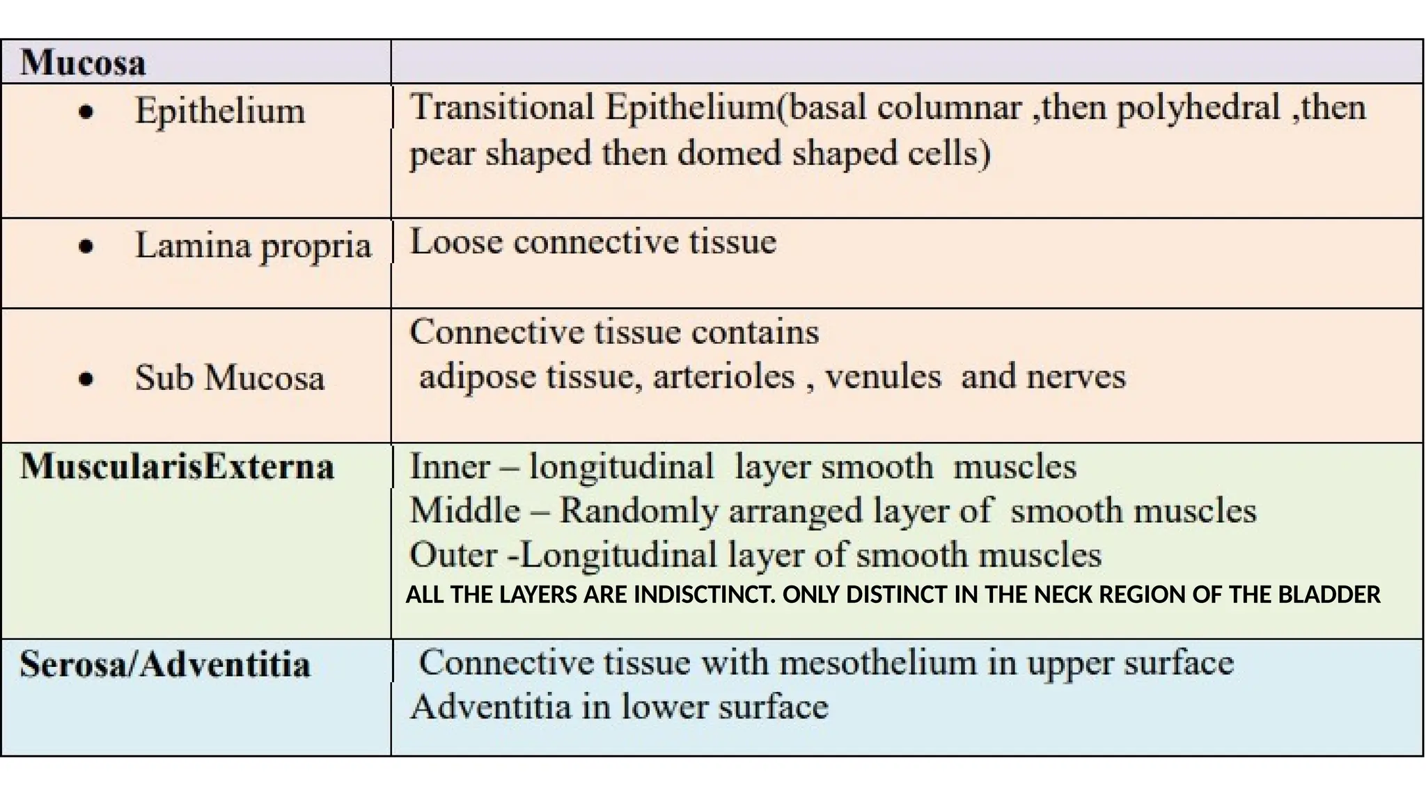 UB and ureter histology embryology.pptx