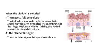 UB and ureter histology embryology.pptx