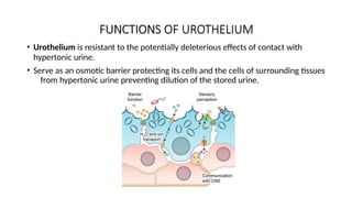 UB and ureter histology embryology.pptx