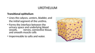UB and ureter histology embryology.pptx