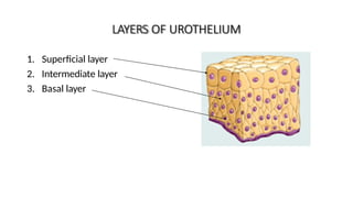 UB and ureter histology embryology.pptx