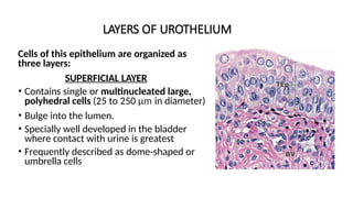 UB and ureter histology embryology.pptx