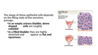UB and ureter histology embryology.pptx