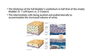 UB and ureter histology embryology.pptx