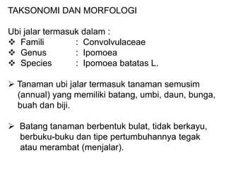 Ubi jalar | PPTX