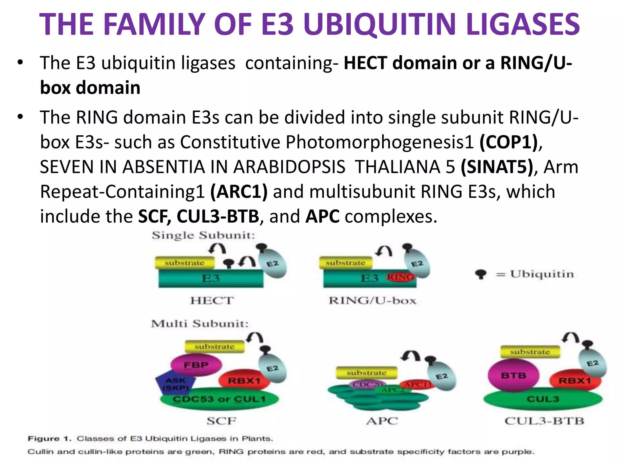 Ubiquitin proteasome pathway and plant development | PPTX