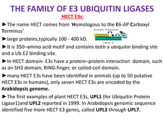 Ubiquitin proteasome pathway and plant development | PPTX