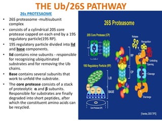 Ubiquitin proteasome pathway and plant development | PPTX