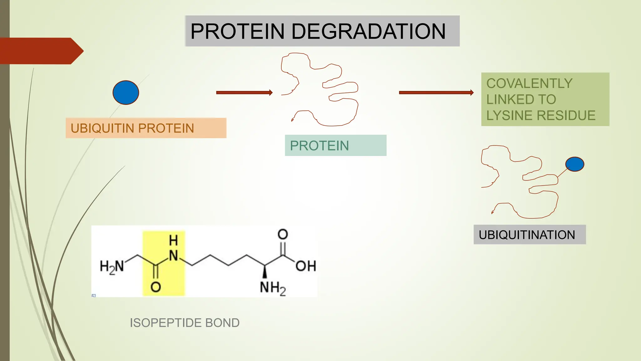 Ubiquitin proteasome protein degradationpathway.pptx