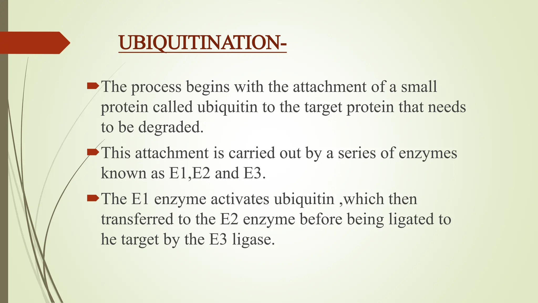 Ubiquitin proteasome protein degradationpathway.pptx