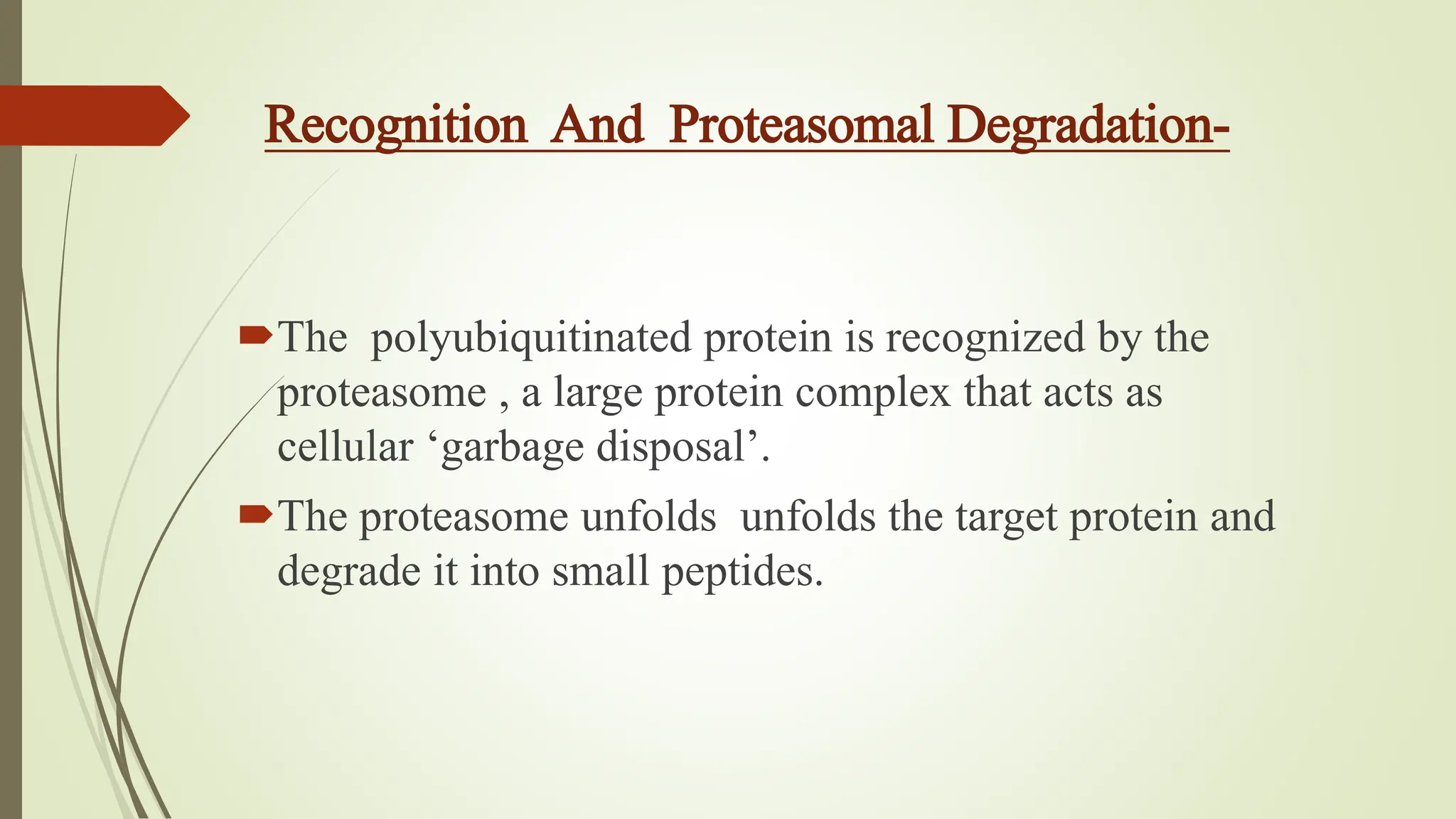 Ubiquitin proteasome protein degradationpathway.pptx