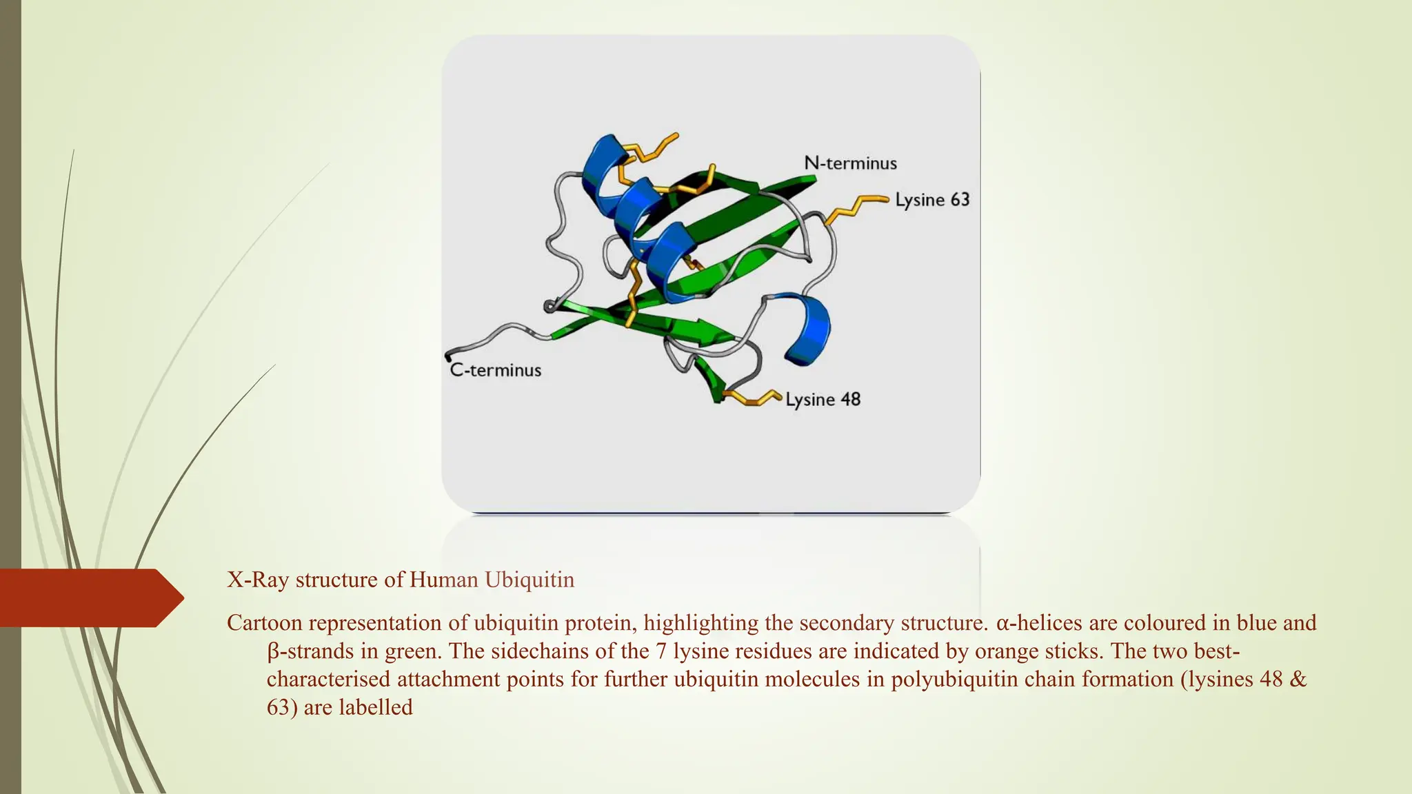 Ubiquitin proteasome protein degradationpathway.pptx