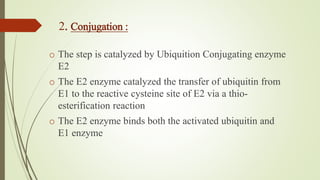 Ubiquitin proteasome protein degradationpathway.pptx