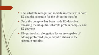 Ubiquitin proteasome protein degradationpathway.pptx