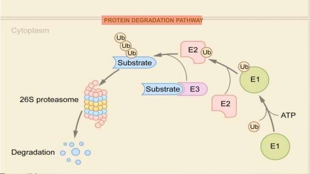 Ubiquitin proteasome protein degradationpathway.pptx | Chemistry | Science