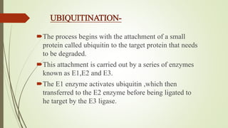 Ubiquitin proteasome protein degradationpathway.pptx | Chemistry | Science