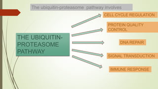 Ubiquitin proteasome protein degradationpathway.pptx