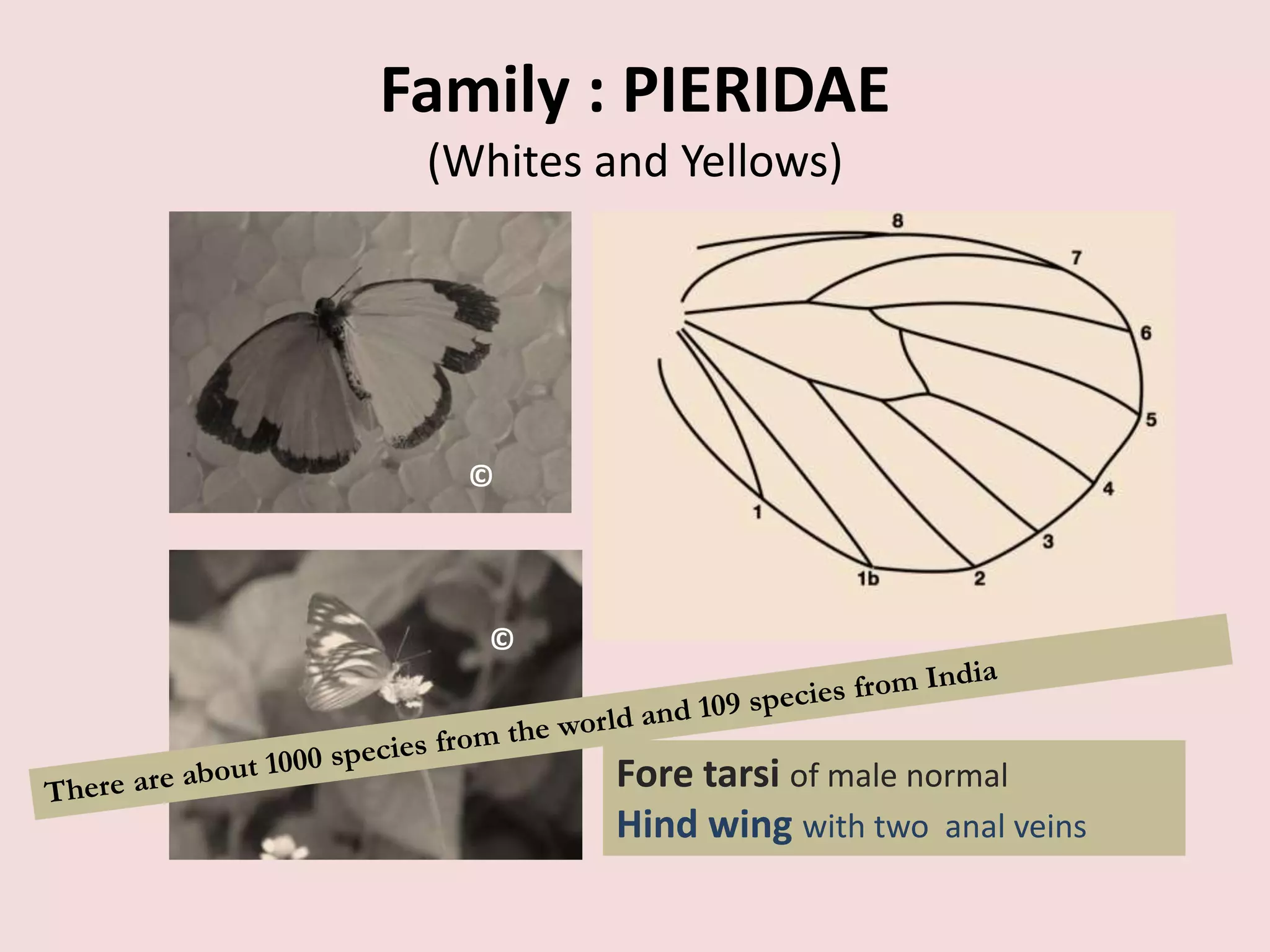 Butterfly of Ubkv (Family : Pieridae | PPTX