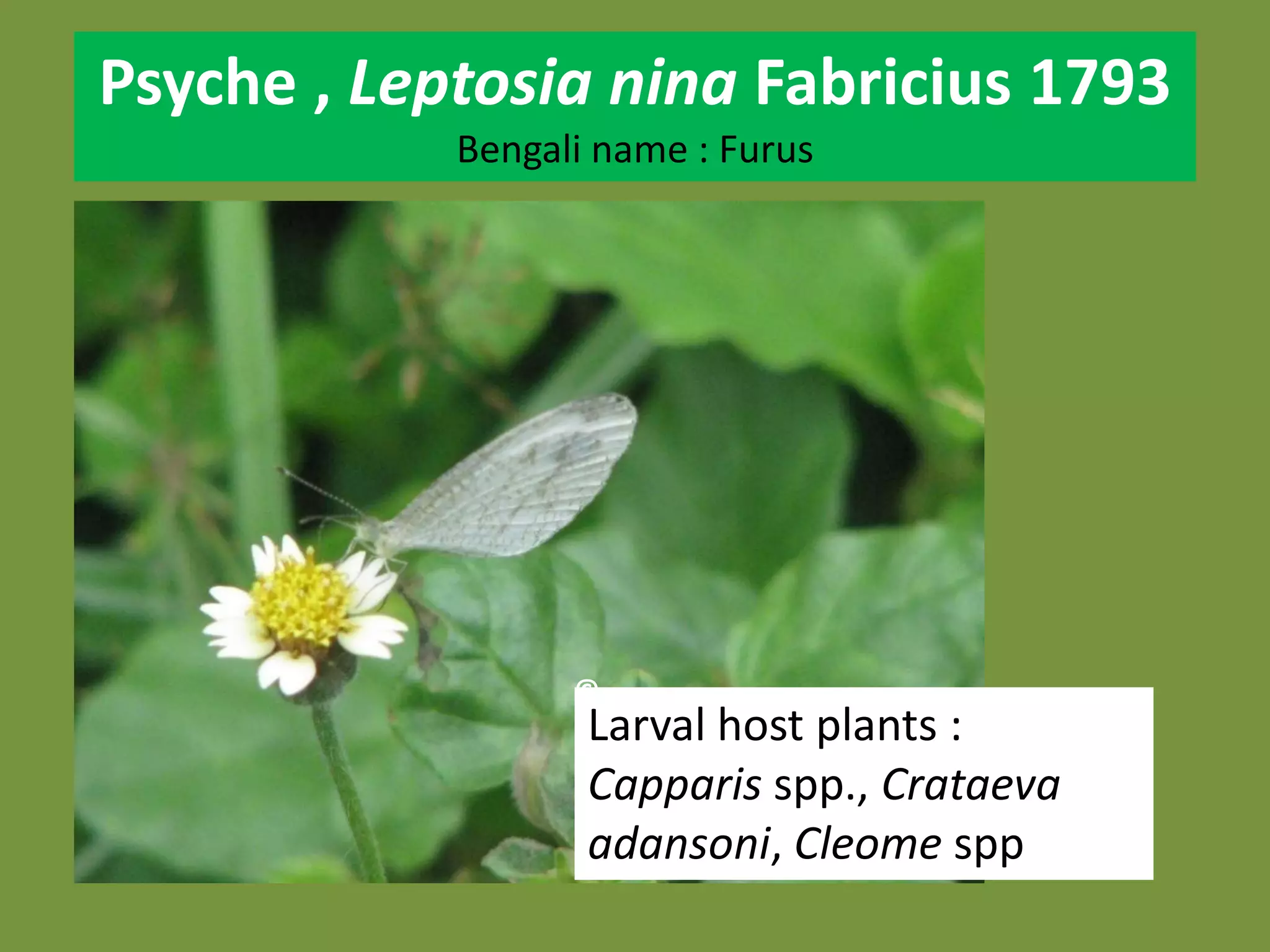 Butterfly of Ubkv (Family : Pieridae | PPTX