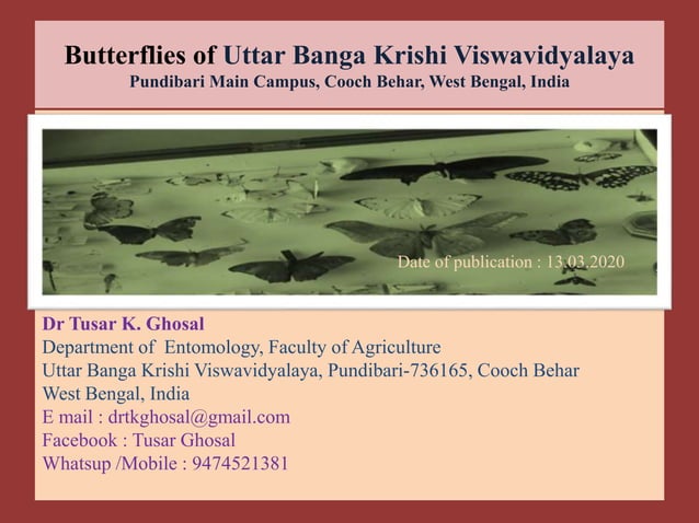 Butterfly of Ubkv (Family : Pieridae | PPT