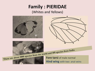 Butterfly of Ubkv (Family : Pieridae | PPTX