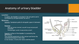 Urinary bladder trauma.pptx