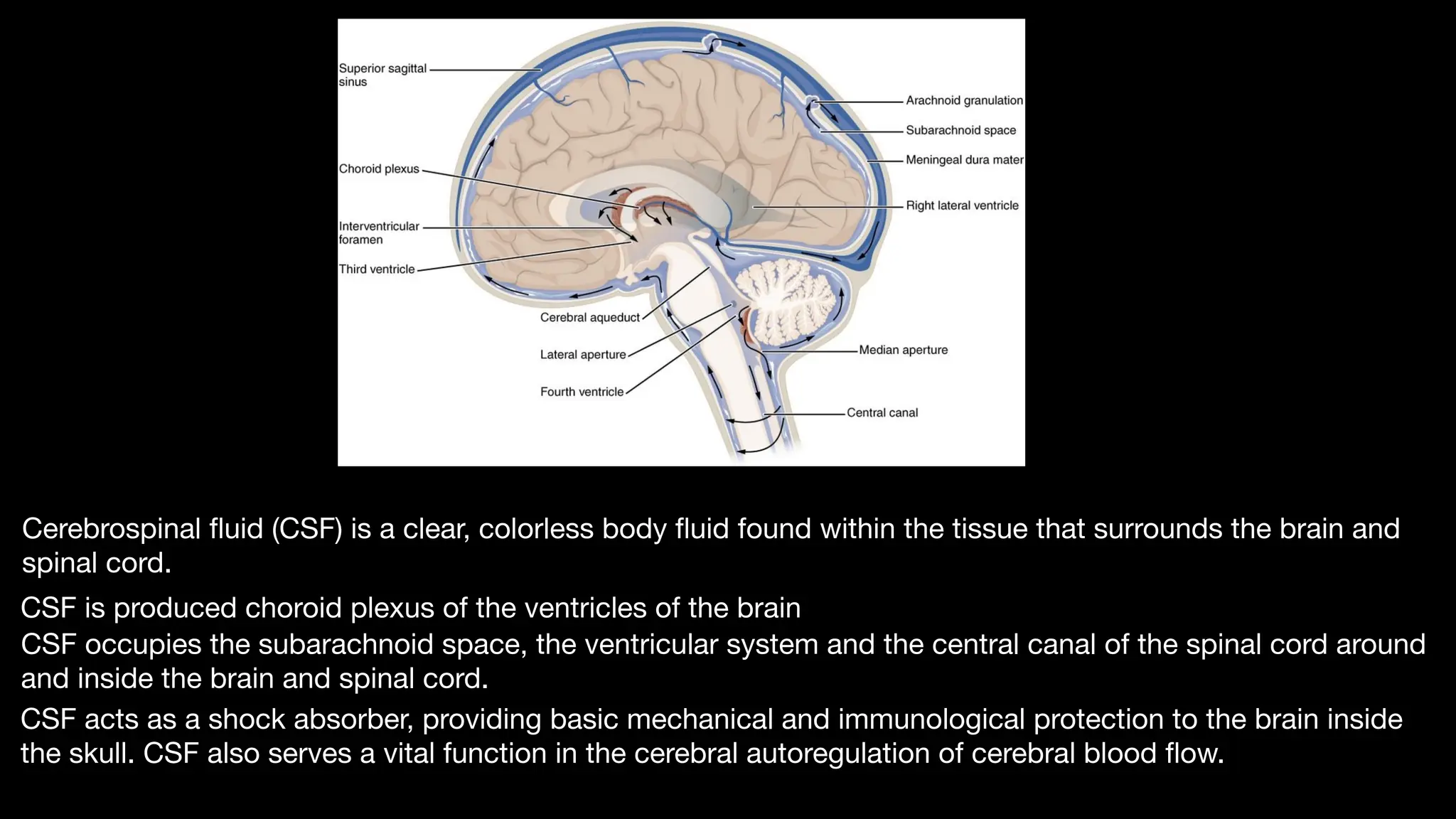 Ventricles_of_the_brain_The ventricles of the brain are a communicating ...