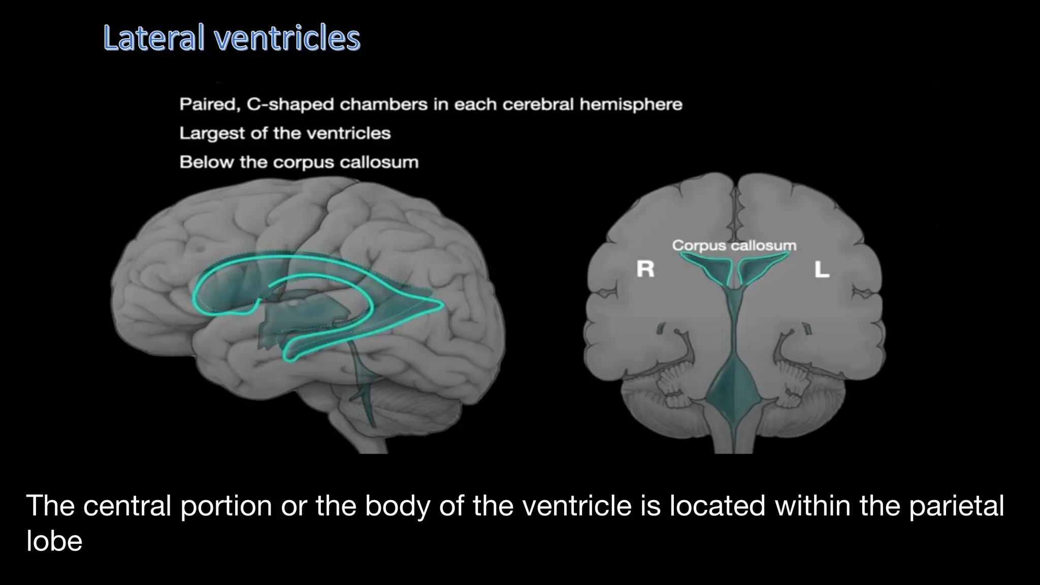 Ventricles_of_the_brain_The ventricles of the brain are a communicating ...