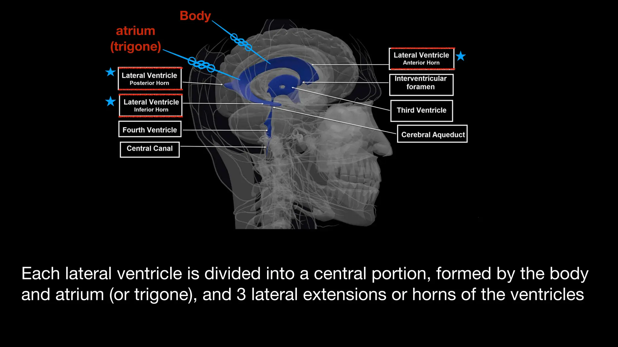 Ventricles_of_the_brain_The ventricles of the brain are a communicating ...