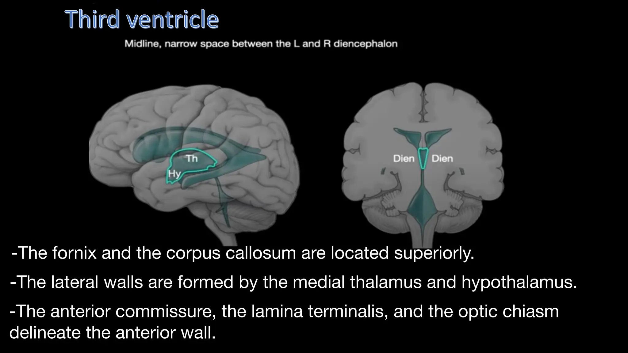Ventricles_of_the_brain_The ventricles of the brain are a communicating ...