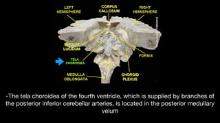 Ventricles_of_the_brain_The ventricles of the brain are a communicating ...