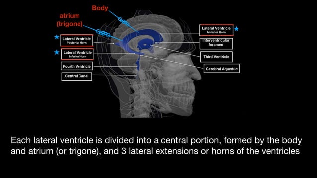 Ventricles_of_the_brain_The ventricles of the brain are a communicating ...