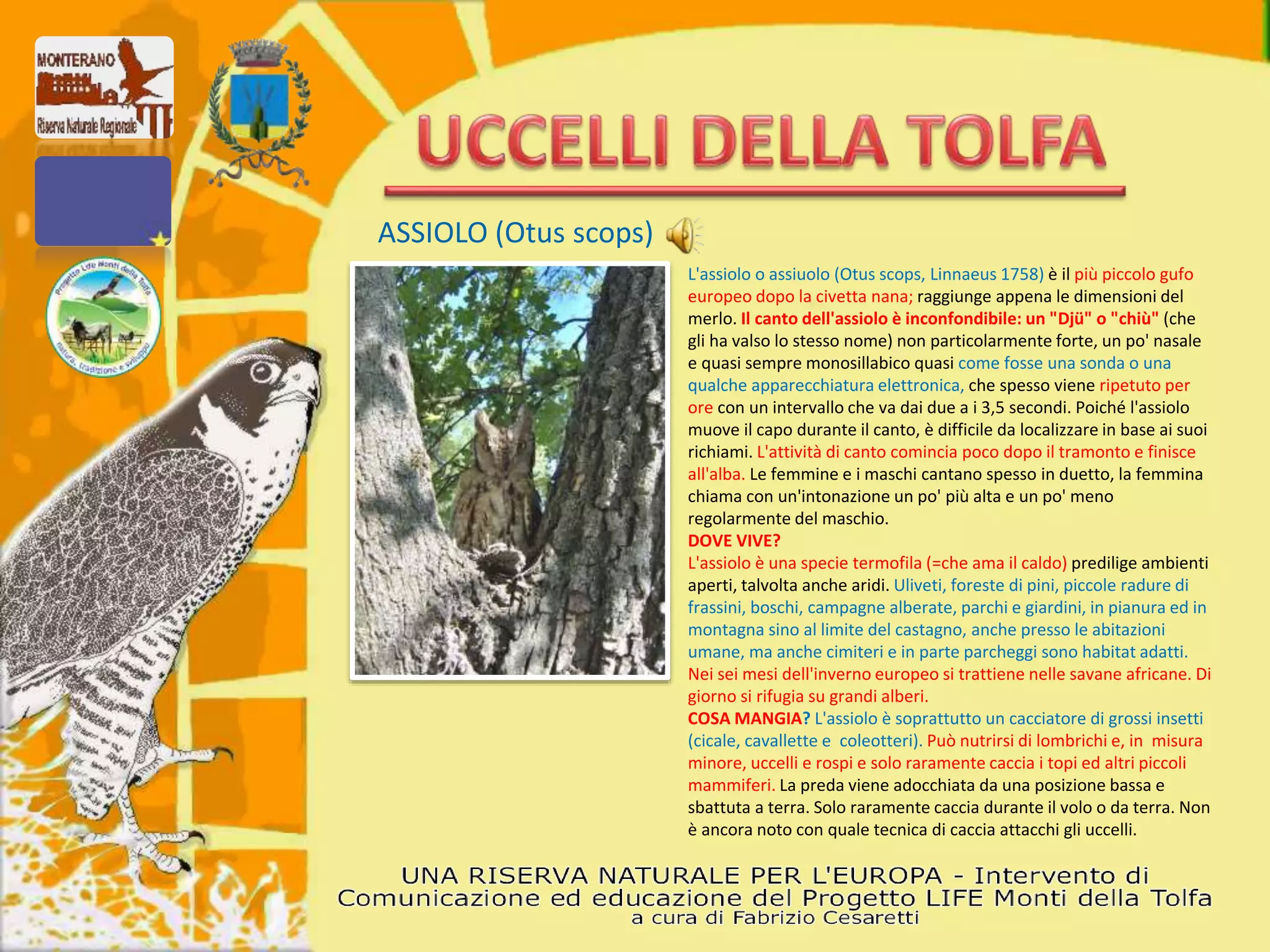 Uccelli monti della tolfa | PPTX