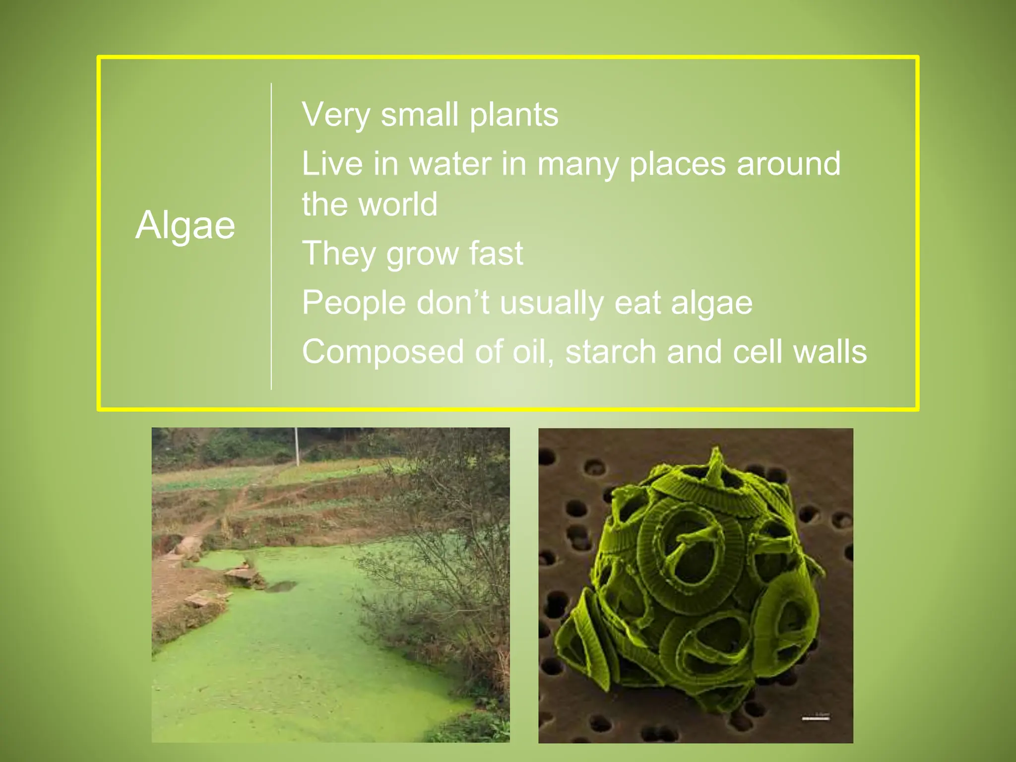 ucd-1811-algae-biomass-presentation.pptx | Biological Sciences | Science