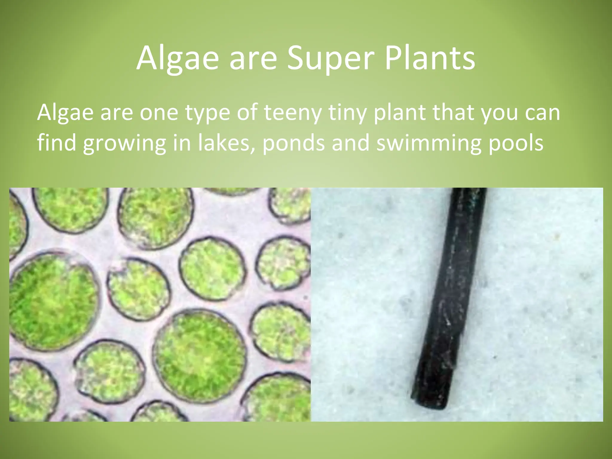 ucd-1811-algae-biomass-presentation.pptx | Biological Sciences | Science