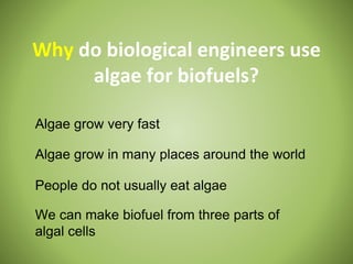 ucd-1811-algae-biomass-presentation.pptx | Biological Sciences | Science