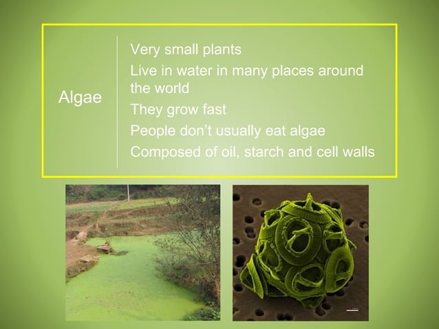 ucd-1811-algae-biomass-presentation.pptx | Biological Sciences | Science