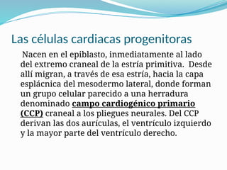 UCSG Facultad de Medicina. Embriología, Aparato Cardiovascular, Corazón ...