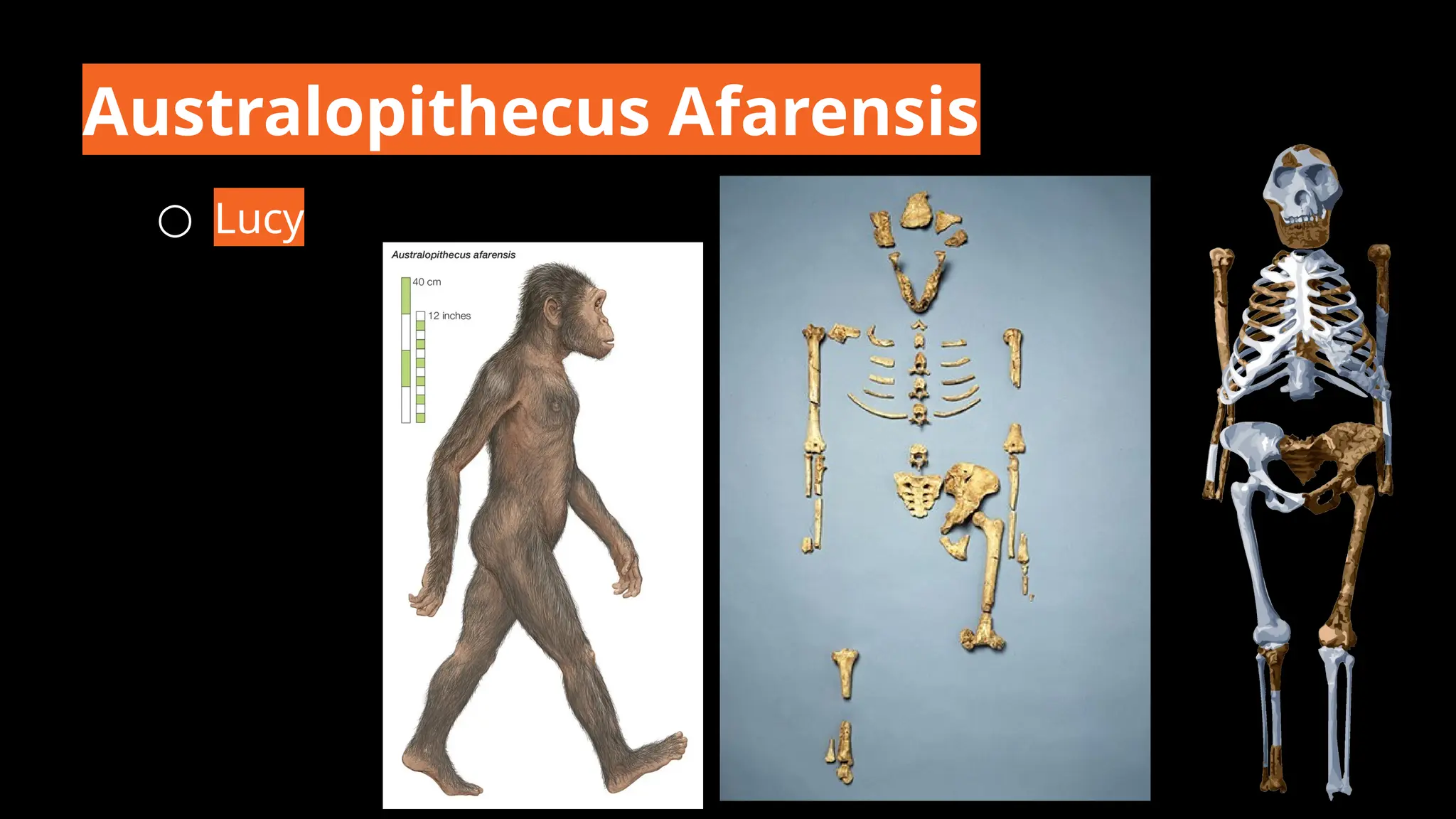 UCSP - BIOLOGICAL EVOLUTION and CULTURAL EVOLUTION | PPTX