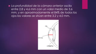 UD-2 Estado Refractivo Ocular y Acomodación Elemento.pdf